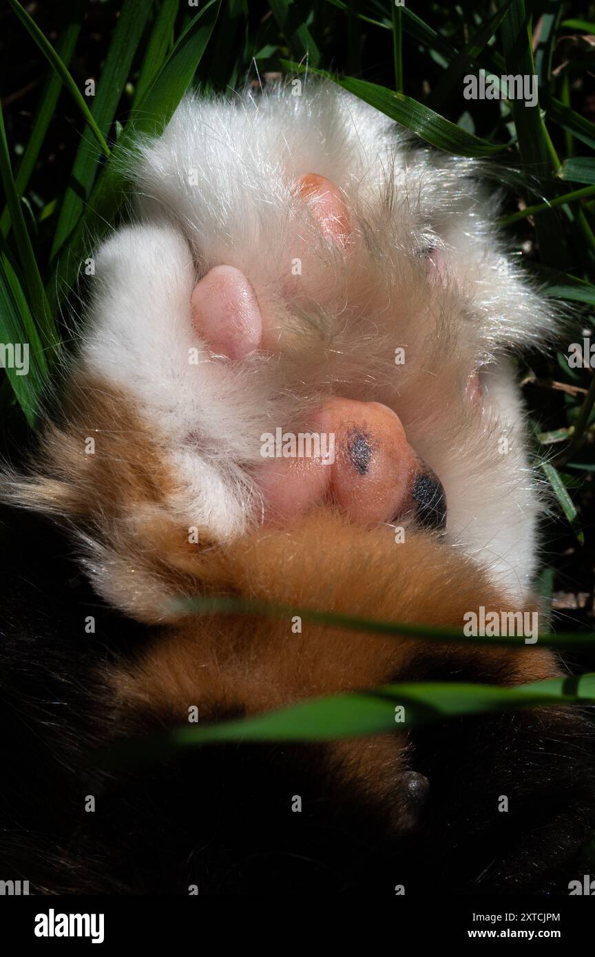 A close-up of a woolly cat's foot. Pets Stock Photo - Alamy