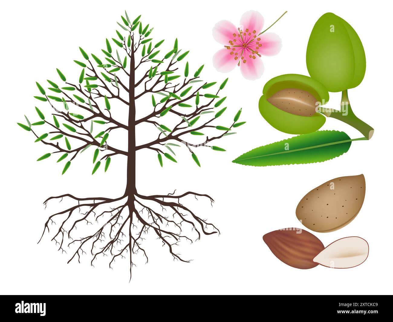 Part of almond plant isolated on white background Stock Vector Image ...