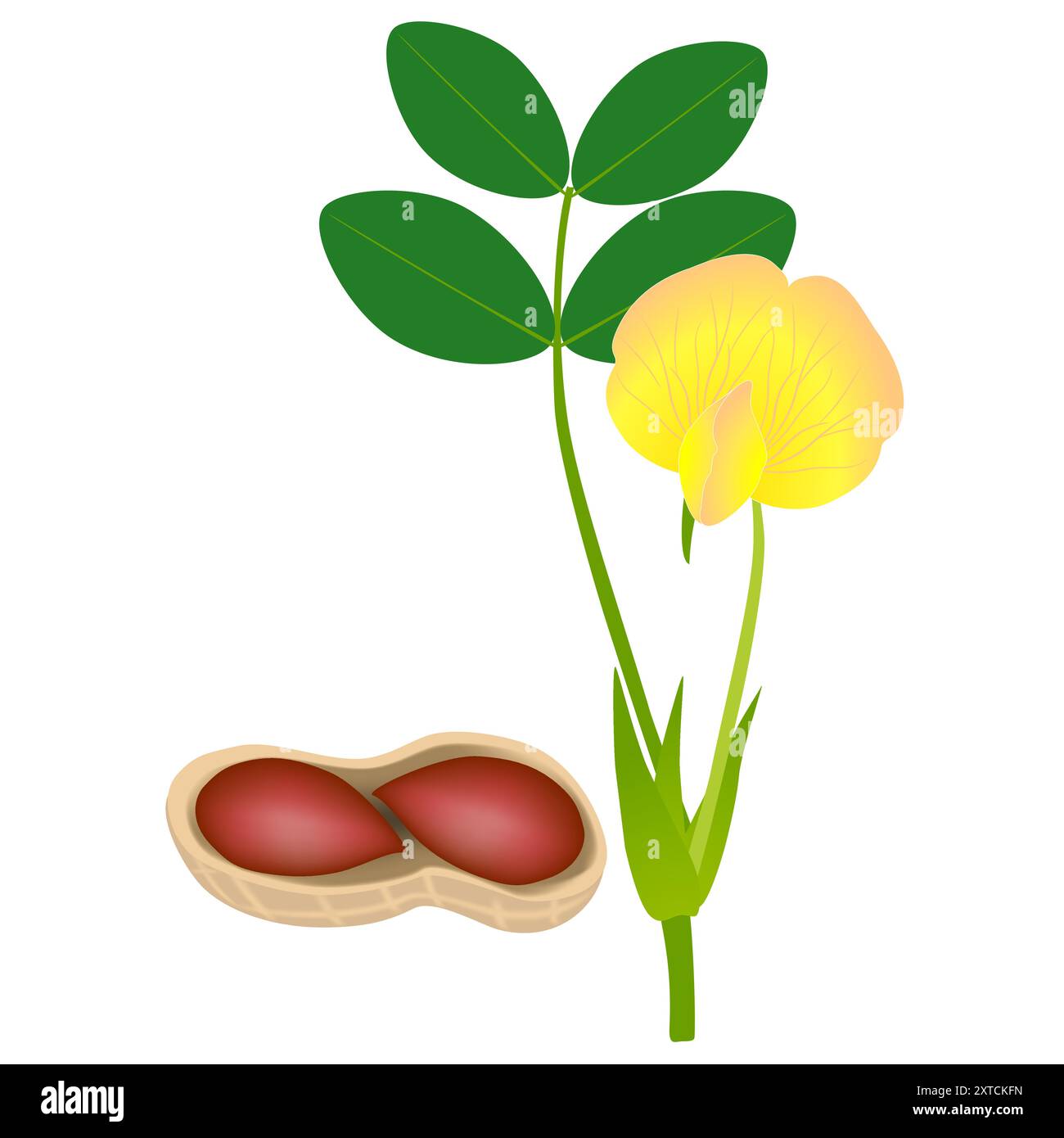Peanut plants with beans on an isolated white background Stock Vector ...