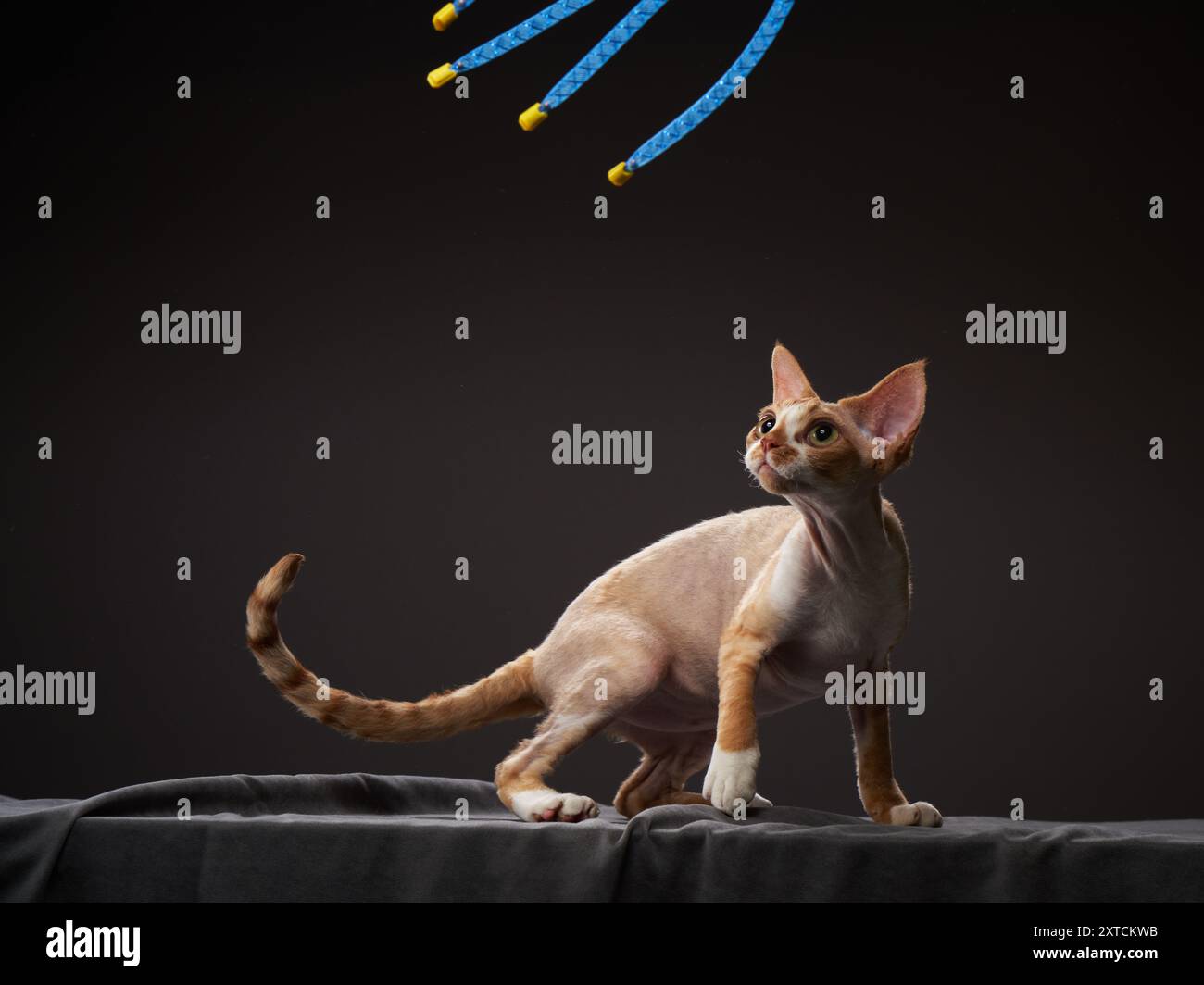 Dynamic feline pose hi-res stock photography and images - Alamy