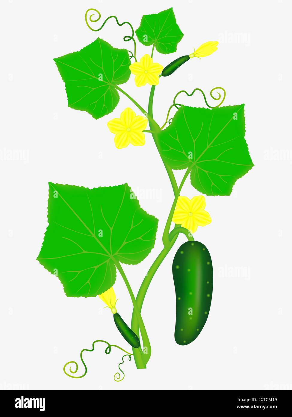 Cucumber plant isolated on white background, design element Stock ...
