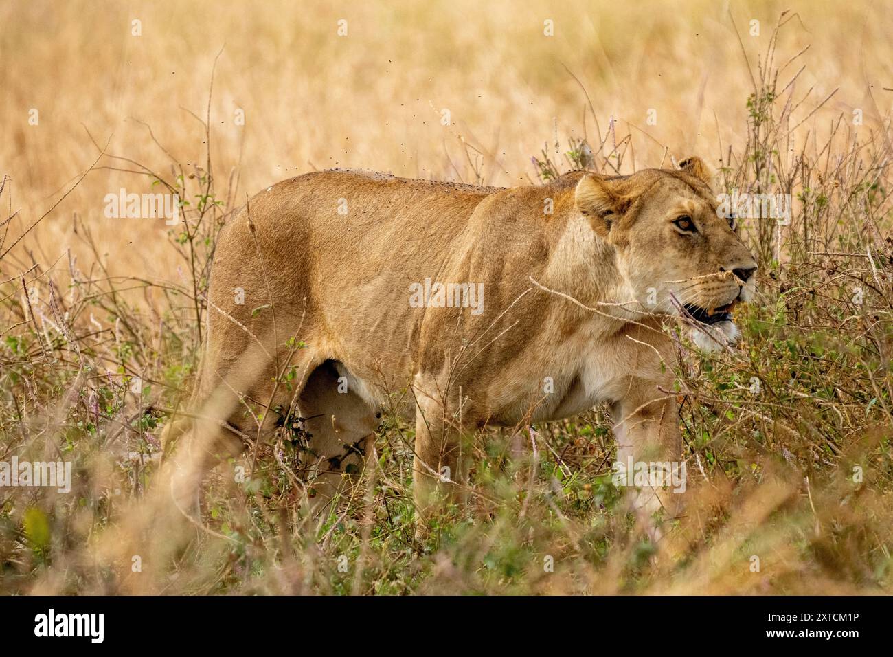 Lioness prowling in the savanna searching for prey Stock Photo - Alamy