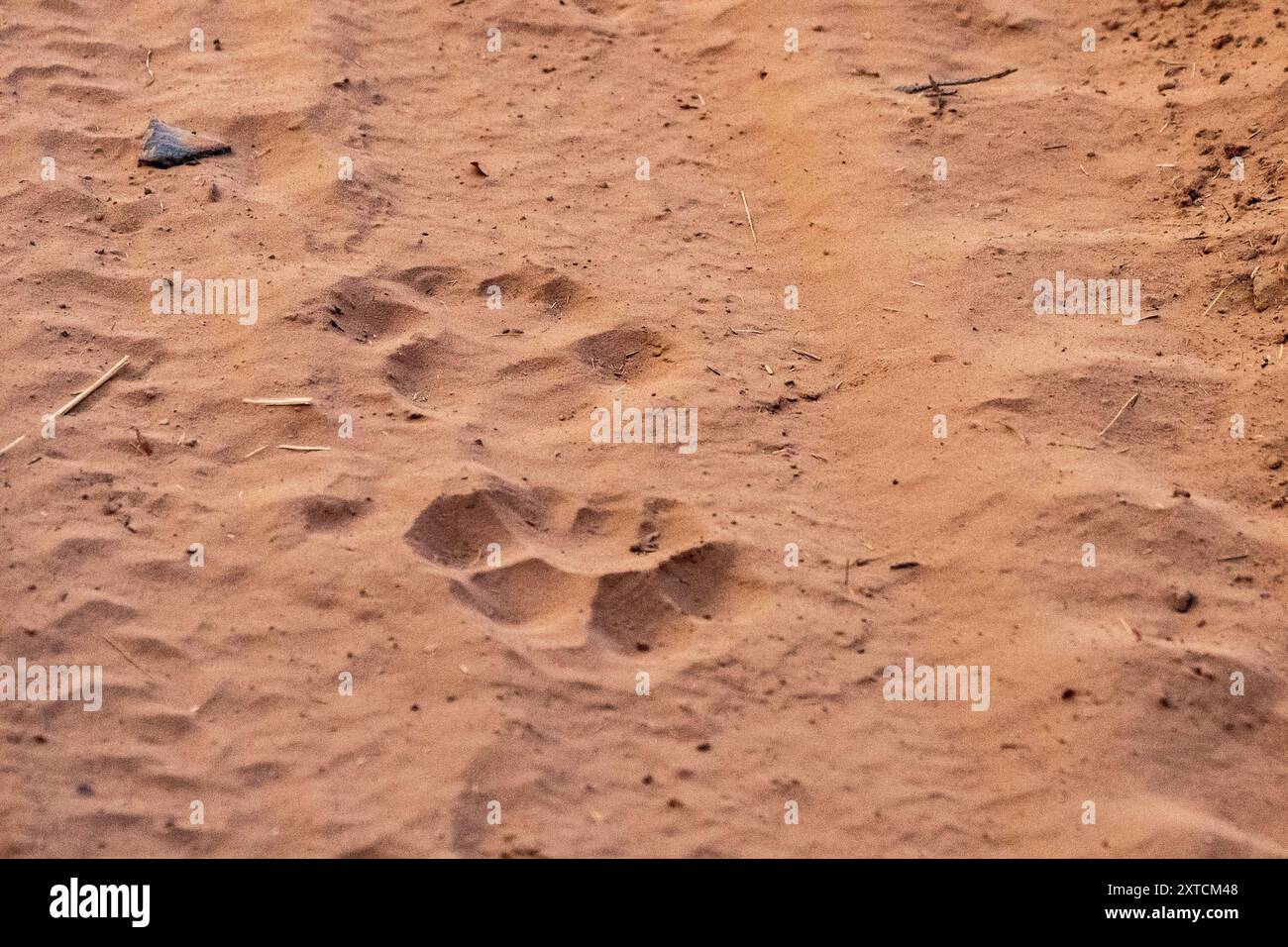 Lion's footprints in the sand Stock Photo - Alamy