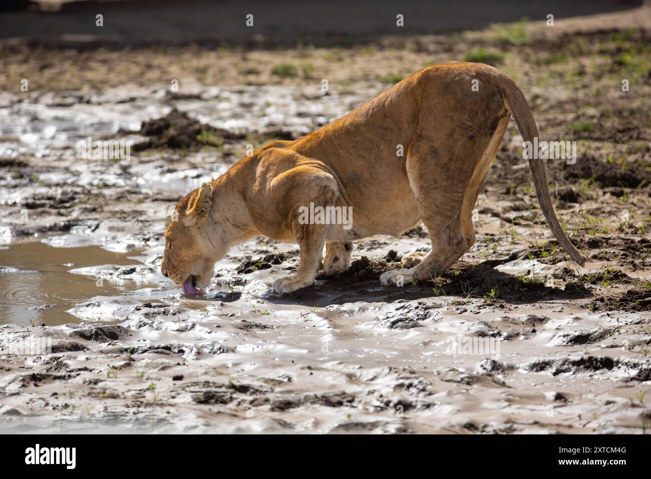Lion watering hole africa hi-res stock photography and images - Alamy