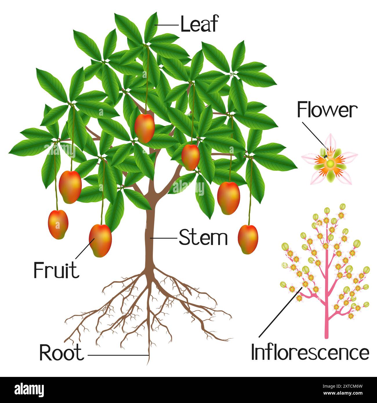 The structure of the mango plant is shown on a white background Stock ...