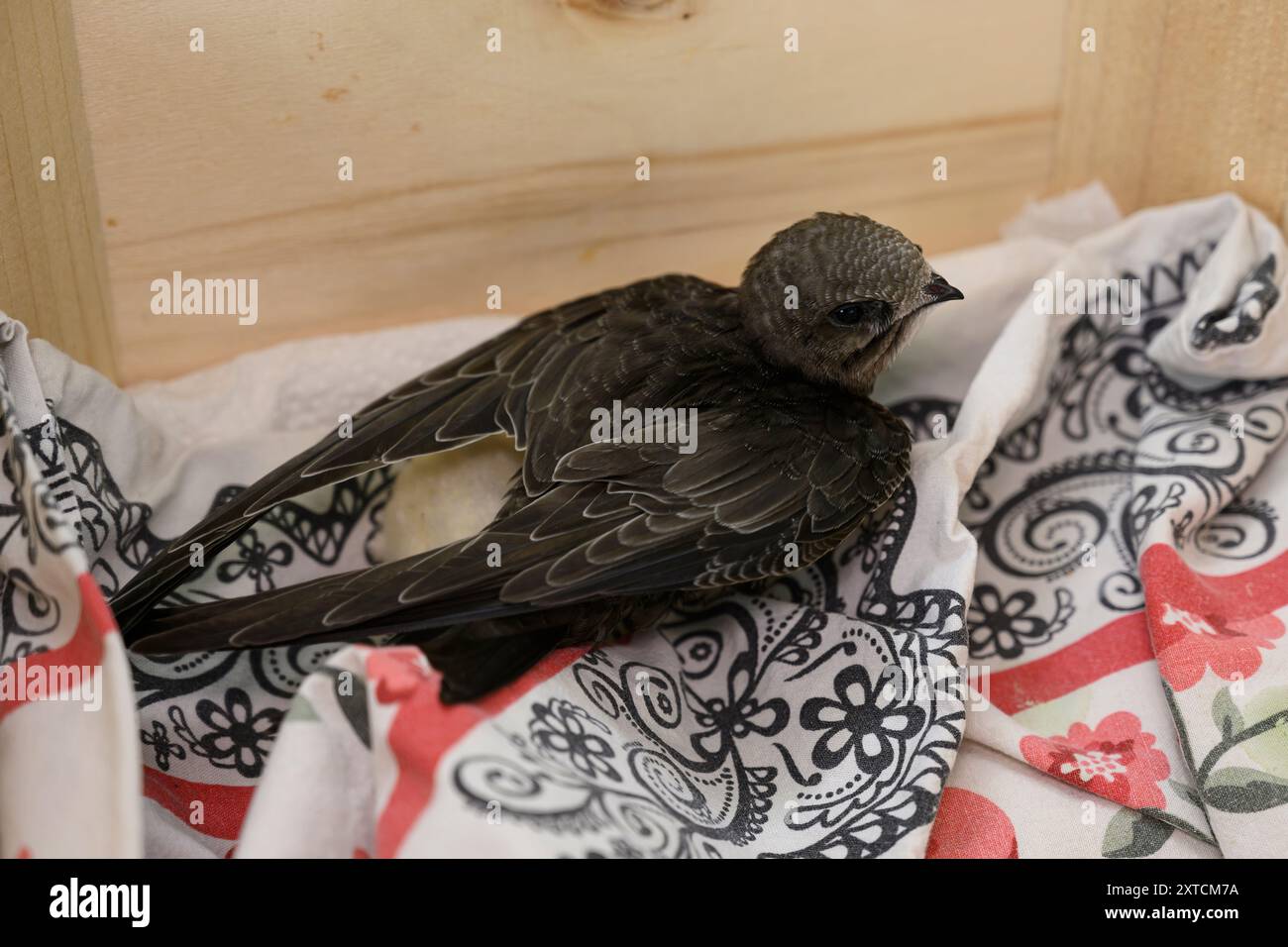 common swift (Apus apus) orphaned fledgeling before taken for ...