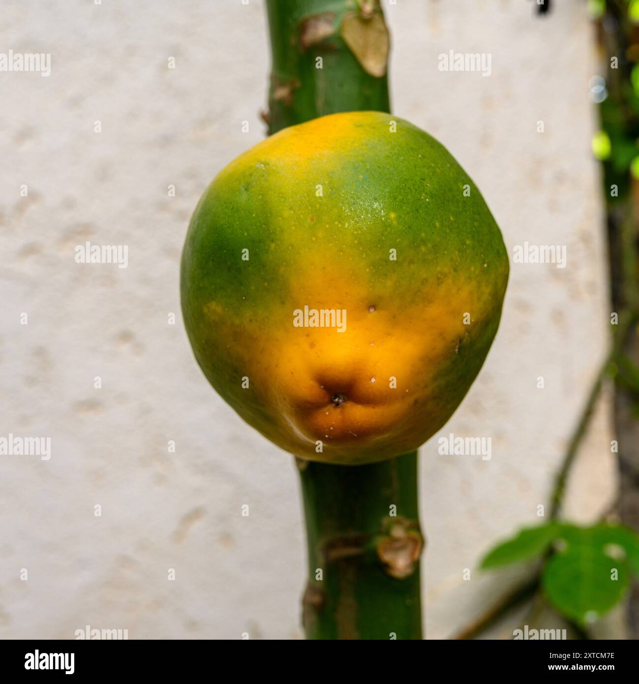Immature fruit ripening on a Papaya Tree (Carica papaya Stock Photo - Alamy