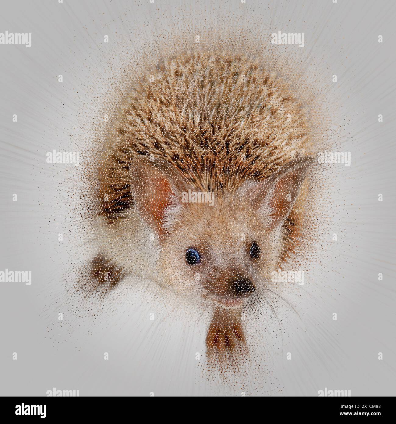Digitally enhanced image of a long-eared hedgehog (Hemiechinus auritus ...