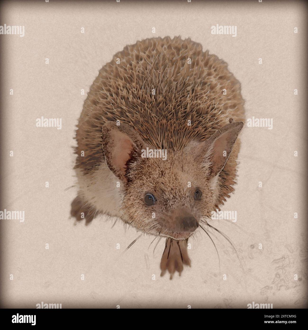 Digitally enhanced image of a long-eared hedgehog (Hemiechinus auritus ...