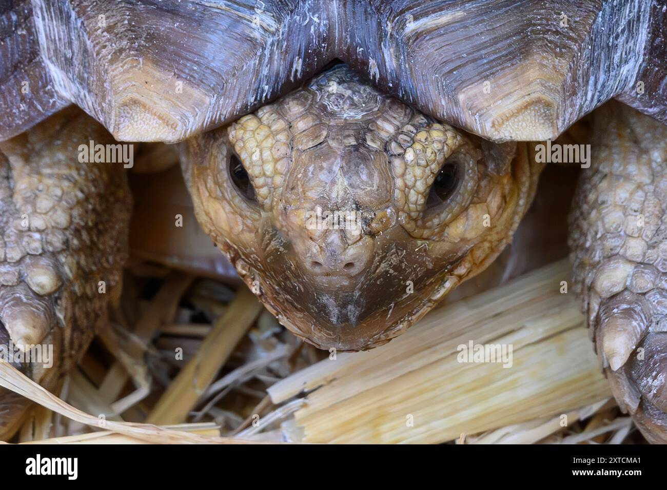 African spurred tortoise (Centrochelys sulcata, also Geochelone sulcata ...