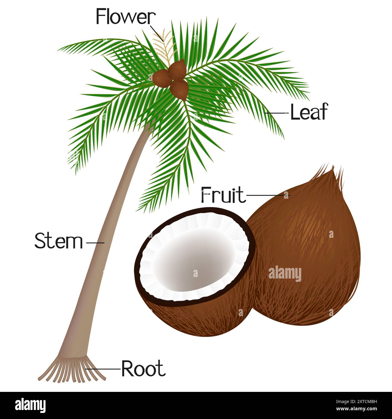 Coconut tree parts hi-res stock photography and images - Alamy