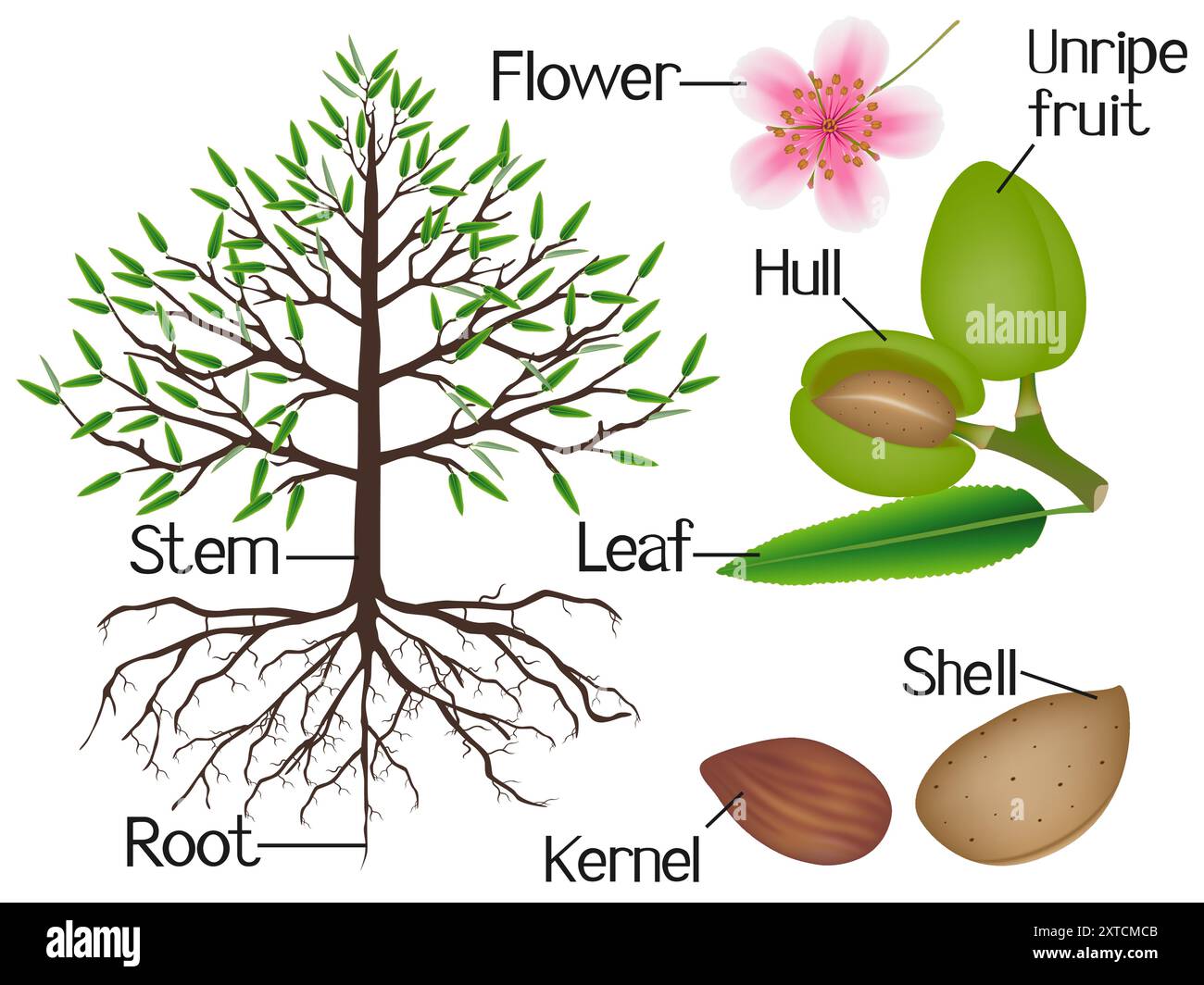 The illustration shows parts of the almond plant Stock Vector Image ...