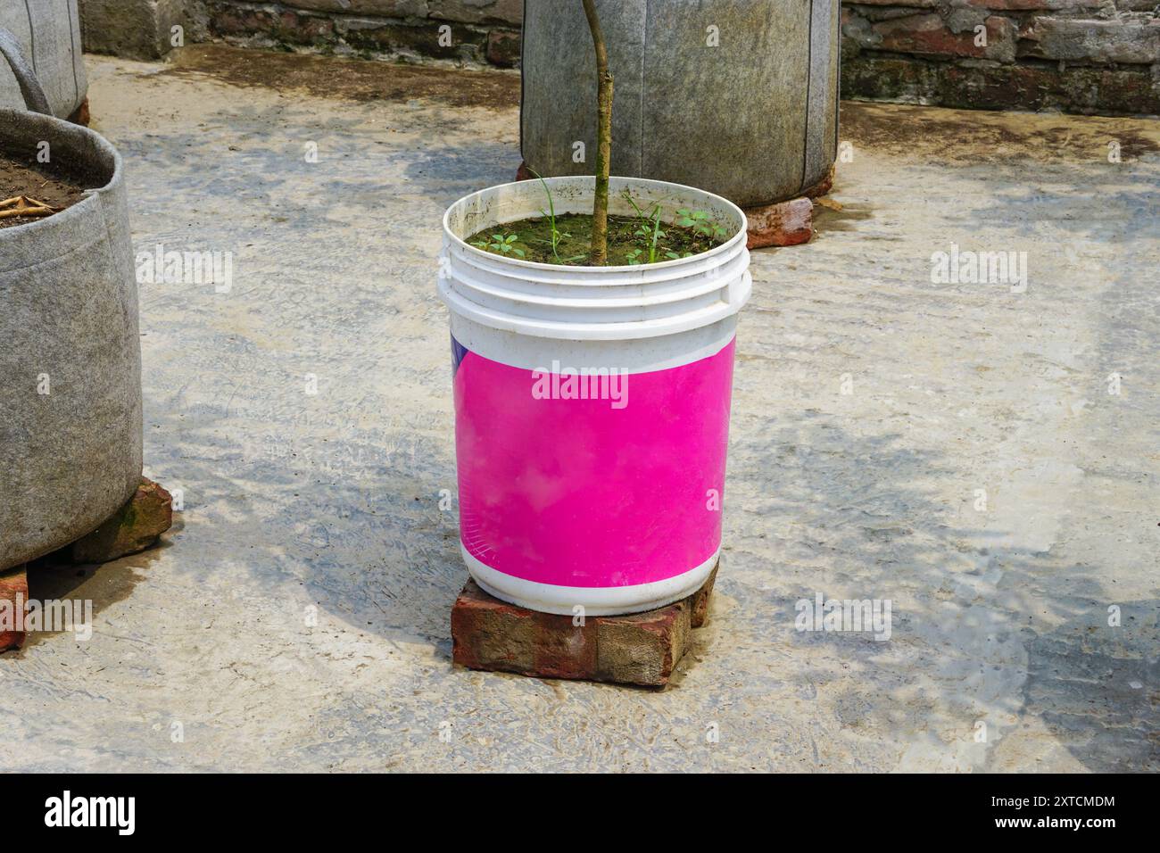 Tree plantation on rooftop, Rooftop garden, Rooftop tree planting Stock ...