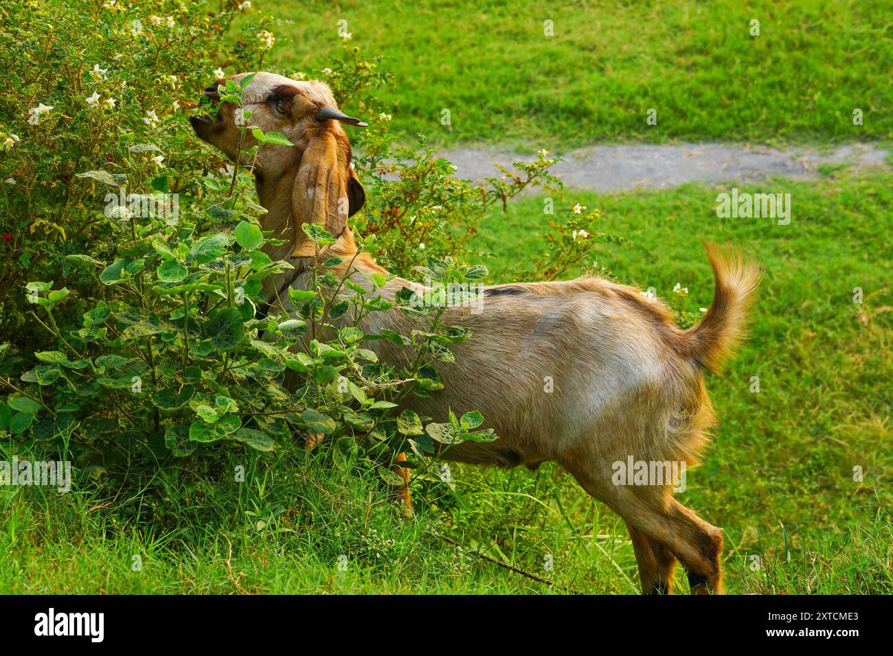 Herd goats eating fresh hay hi-res stock photography and images - Alamy