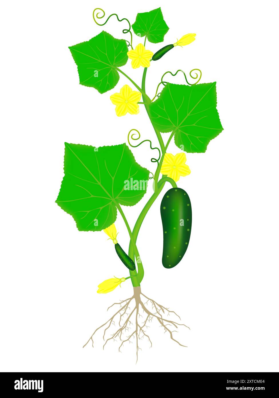 Cucumber plant with roots isolated on white background Stock Vector ...
