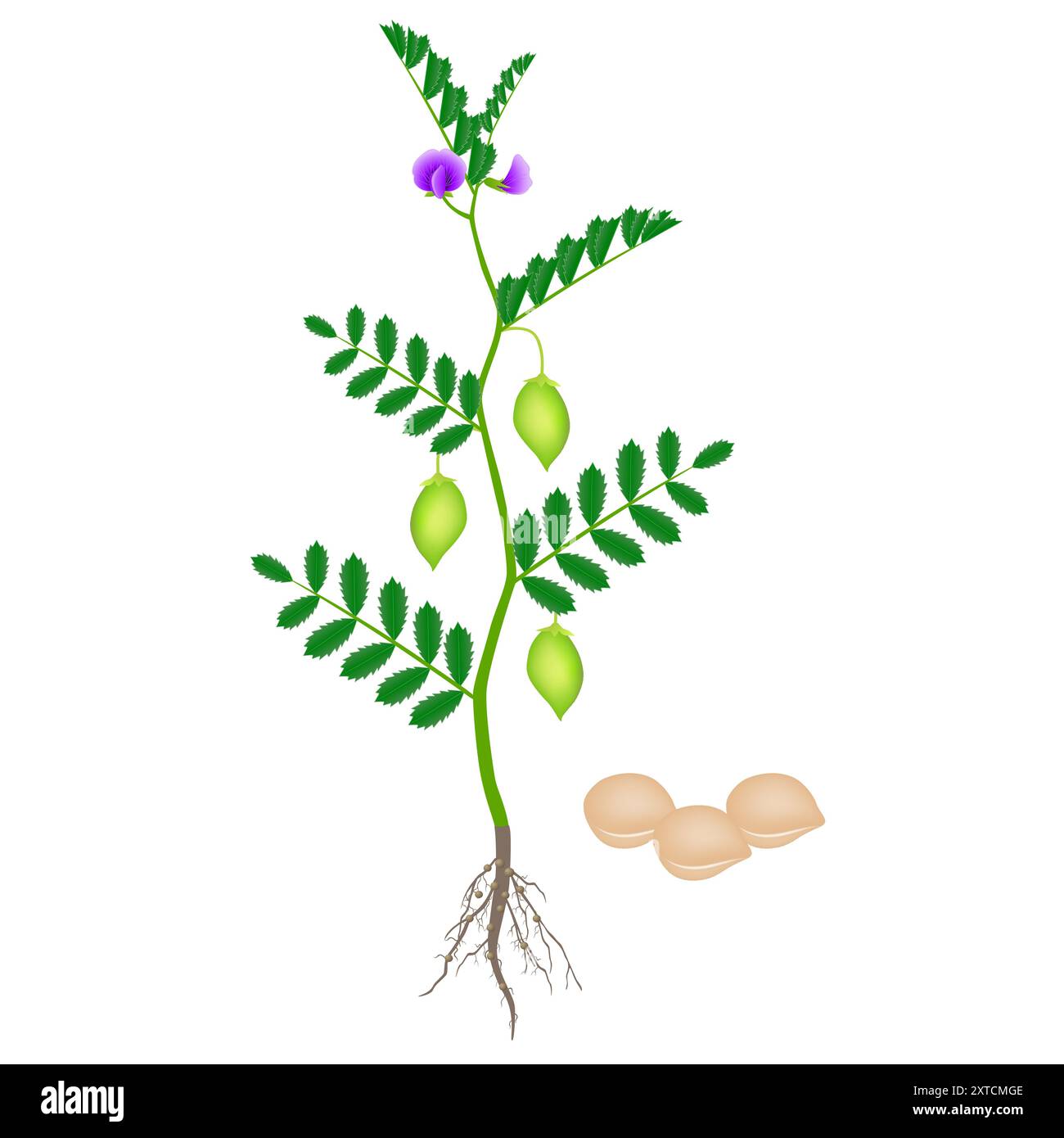 Chickpea plant with roots isolated on white background Stock Vector ...