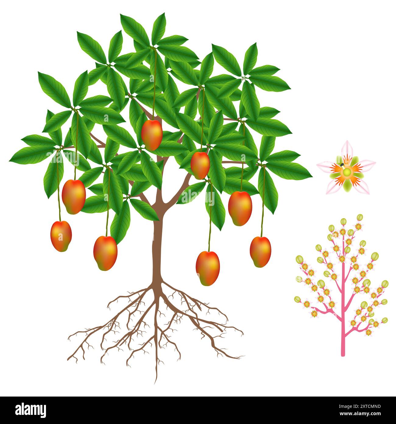 Reproductive part of the flower Stock Vector Images - Alamy