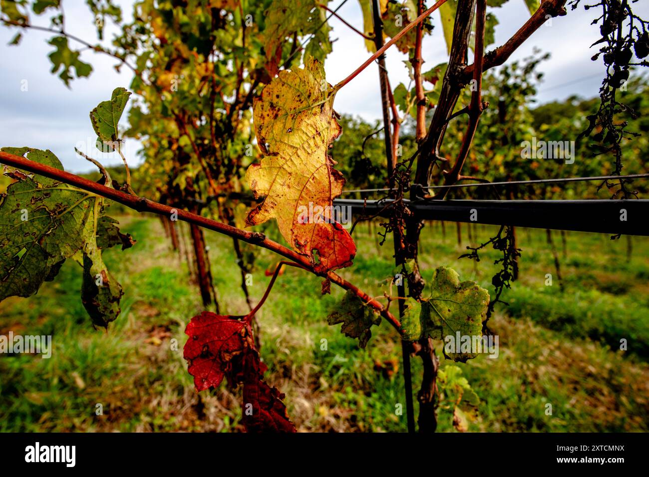 close up of bunch of grapes dried in the sun and not yet harvested on ...