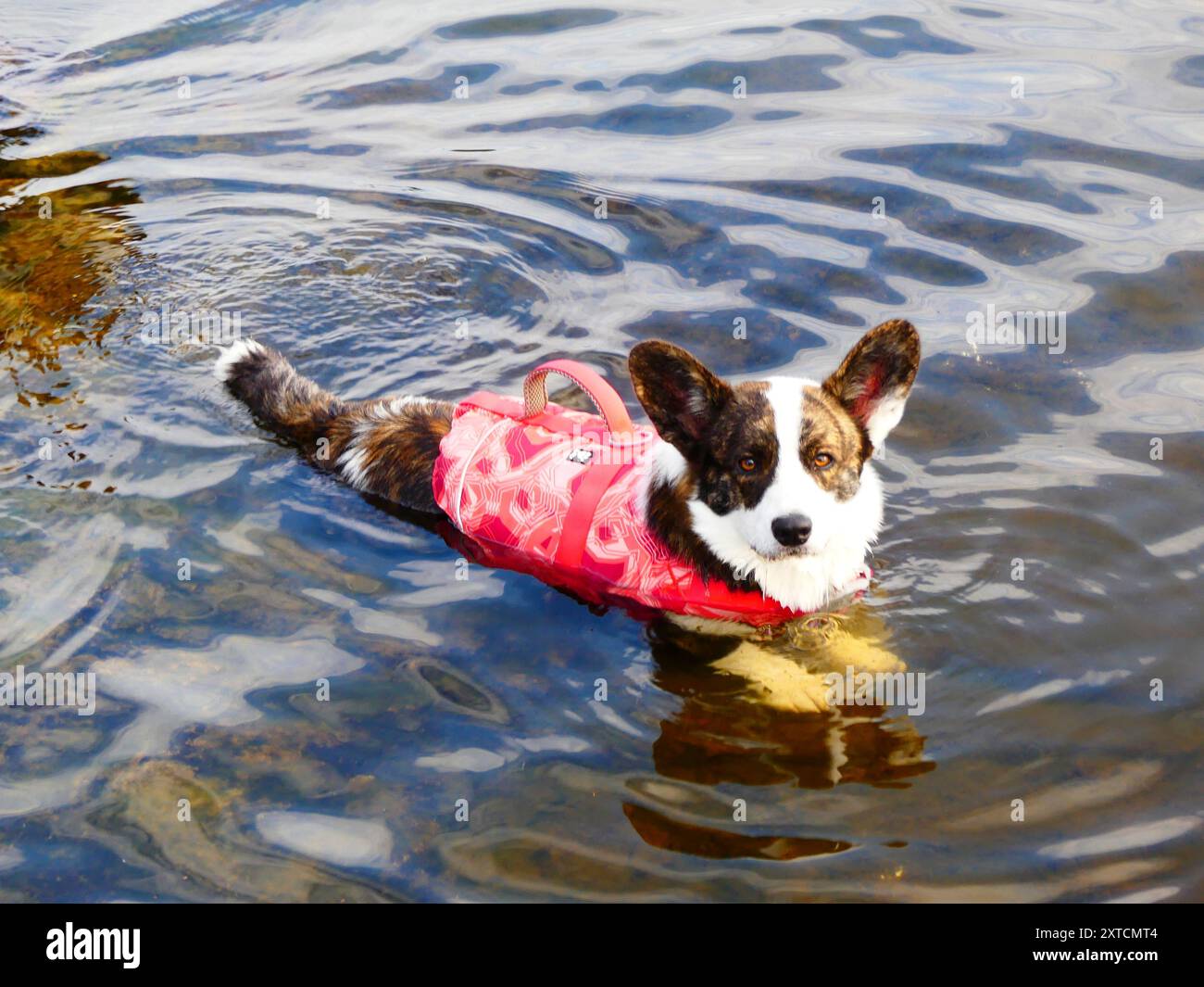 A Corgi Cardigan with life jacket that swims Stock Photo - Alamy