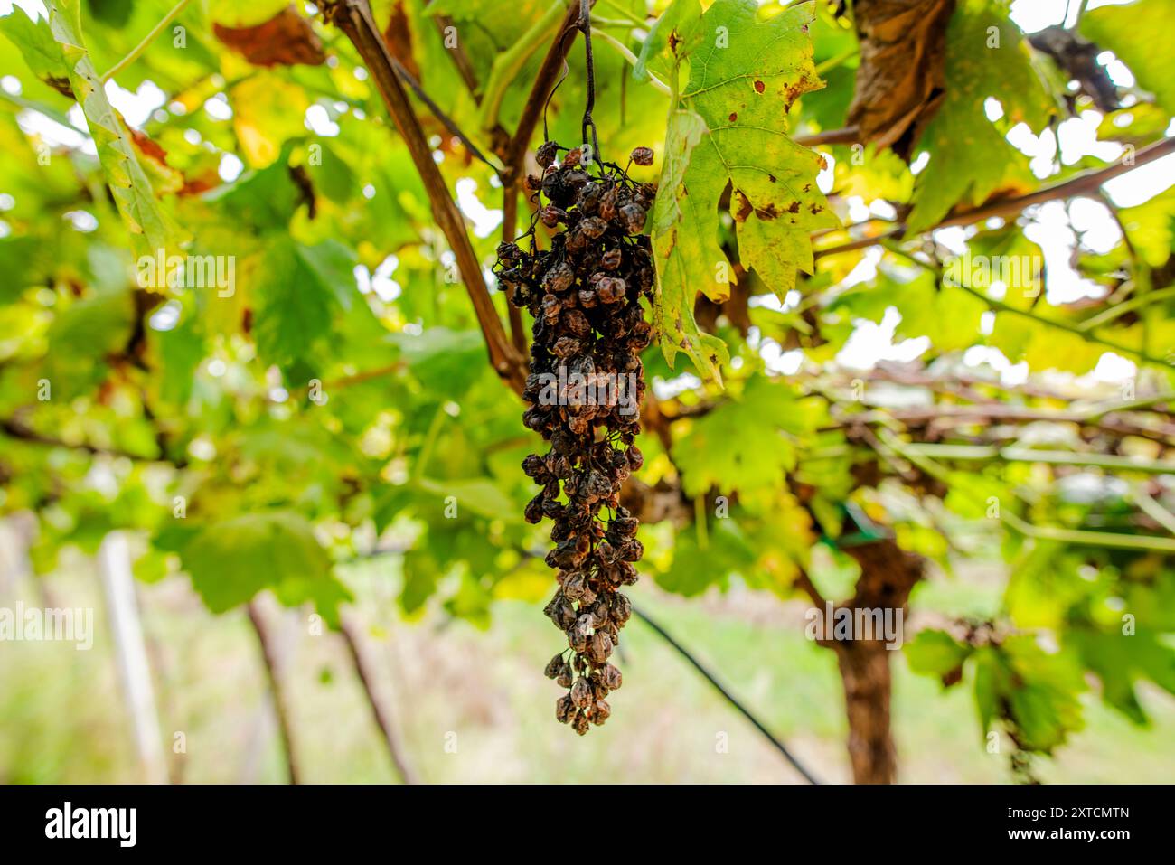 close up of bunch of grapes dried in the sun and not yet harvested on ...