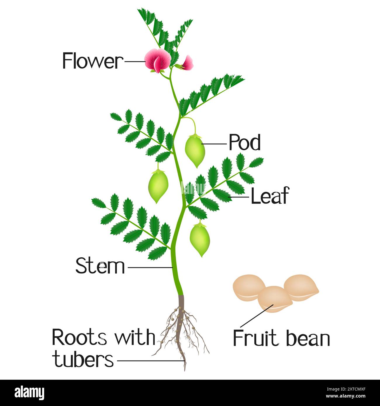 Illustration showing structure protein hi-res stock photography and ...