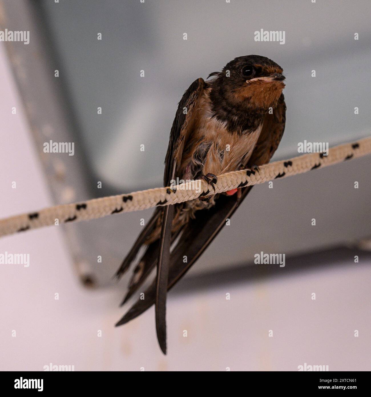 Juvenile Barn Swallow, (Hirundo rustica) in a rehabilitation room ...