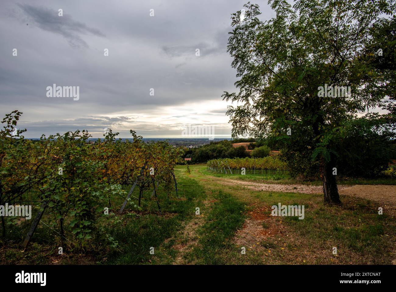 country road with panorama and autumn trees immersed in the green hills ...