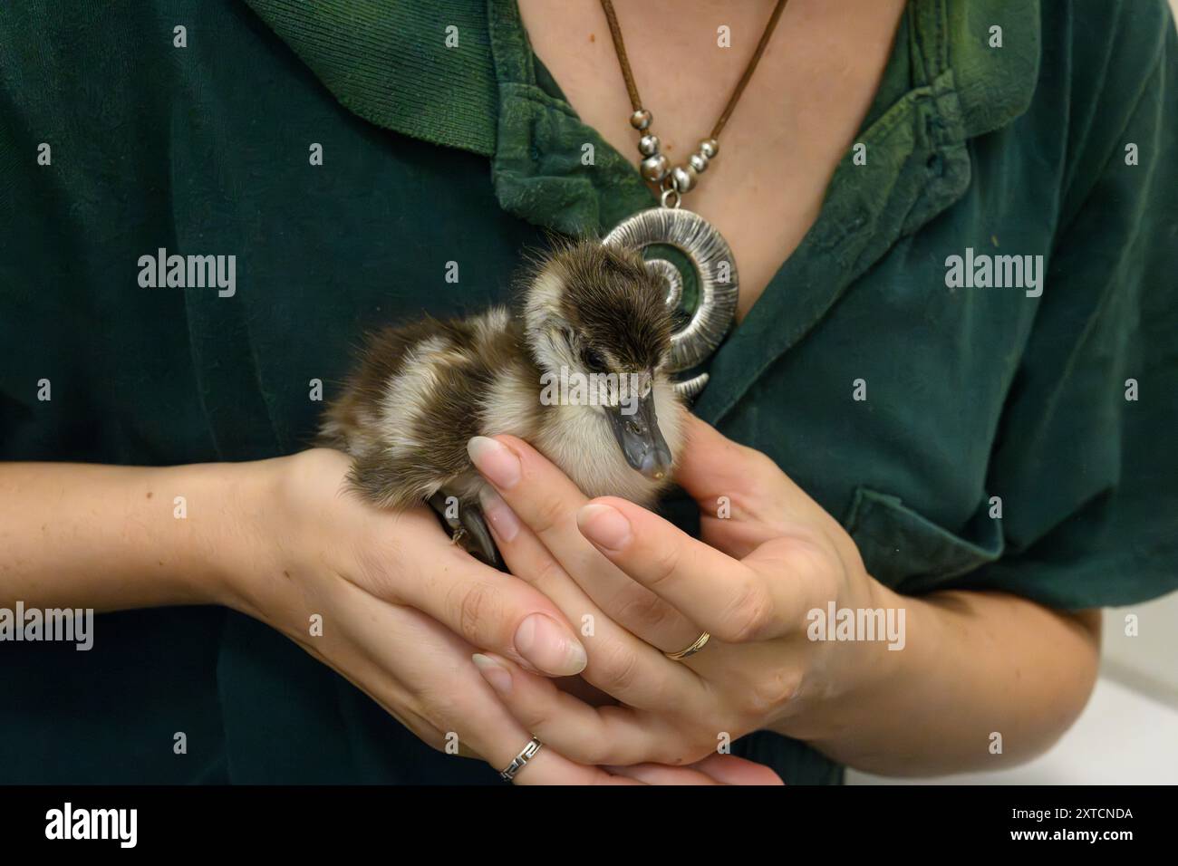caring for an orphaned Egyptian goose (Alopochen aegyptiaca) duckling ...