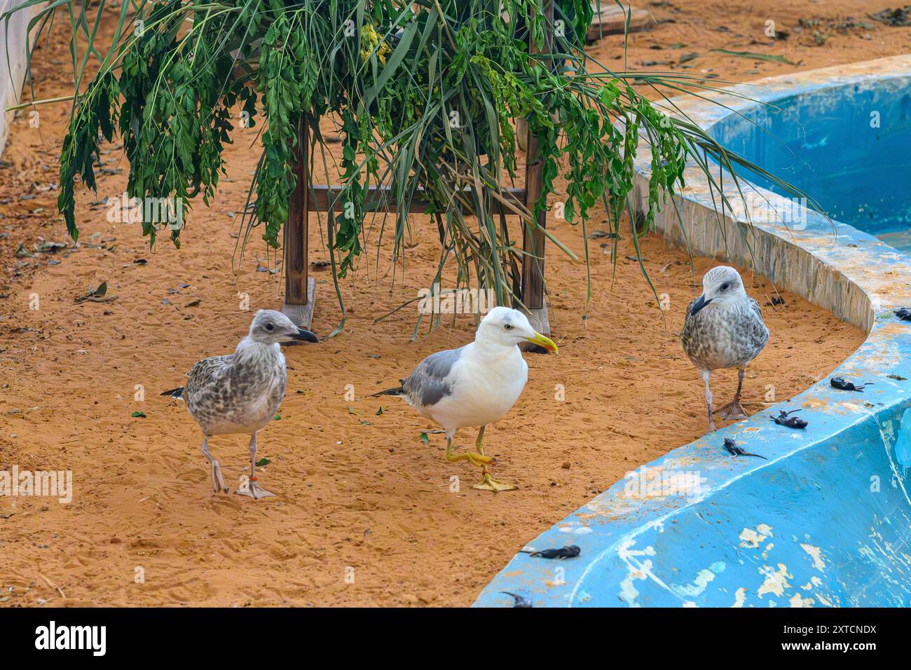 yellow-legged gull (Larus michahellis) fledgelings orphans in a ...