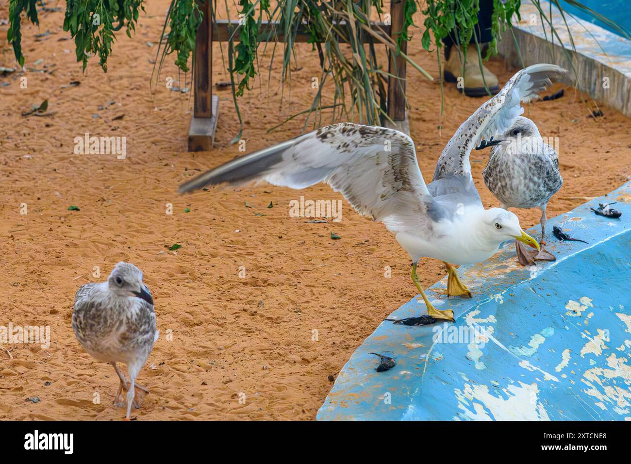 yellow-legged gull (Larus michahellis) fledgelings orphans in a ...