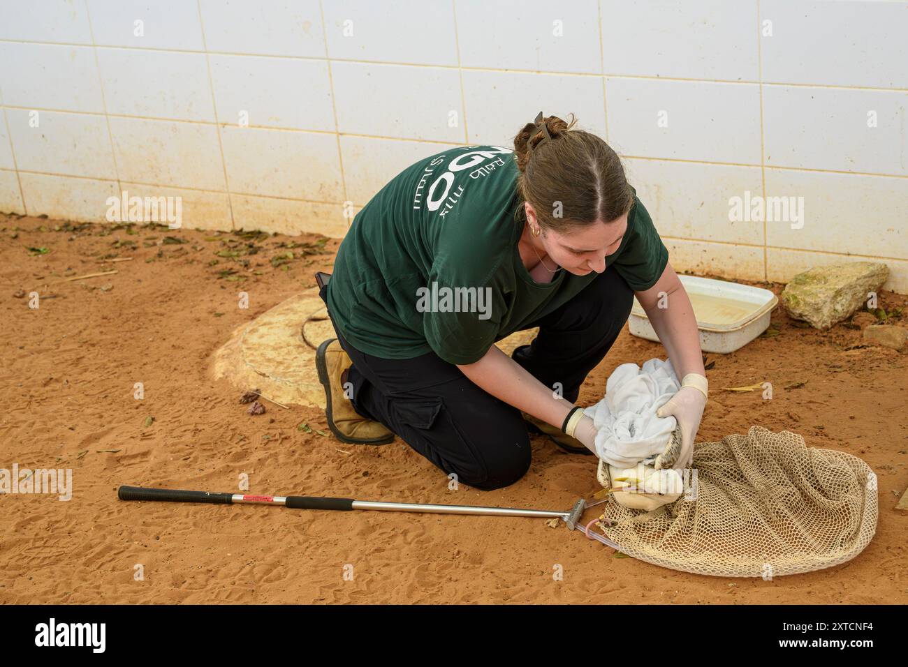 Veterinary staff is catching a yellow-legged gull (Larus michahellis ...