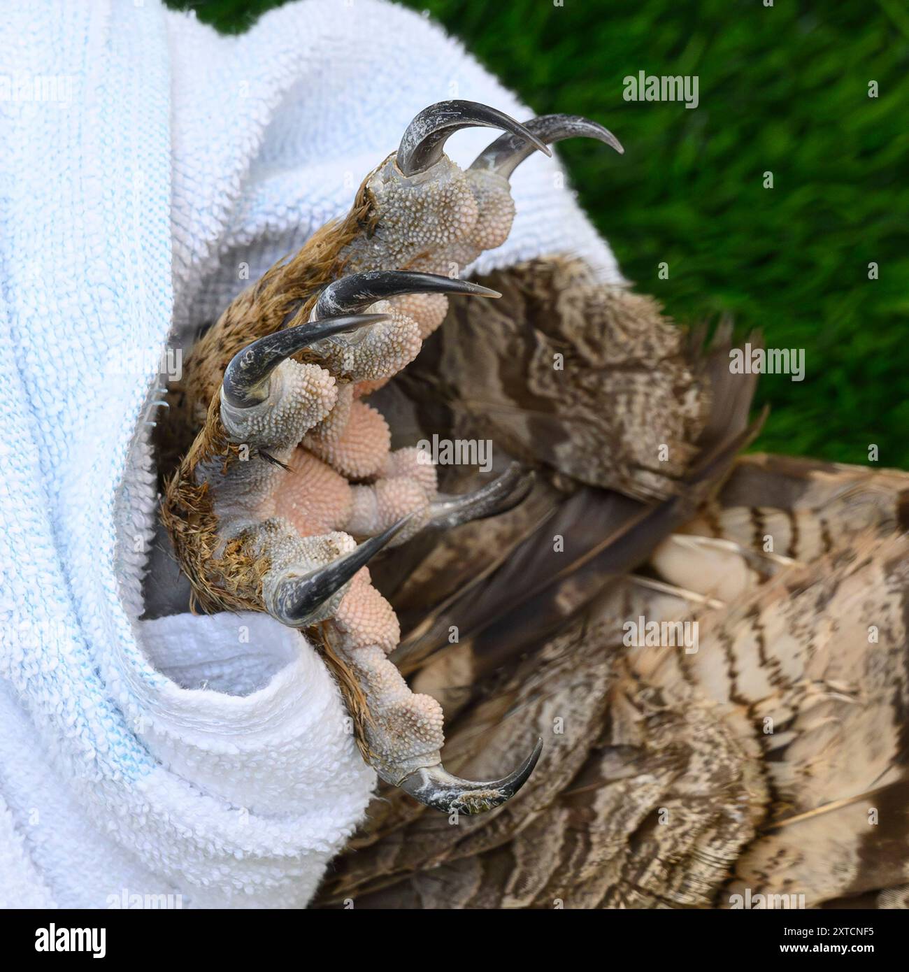 close up of the claws and talons of an Eurasian eagle-owl Bubo bubo ...