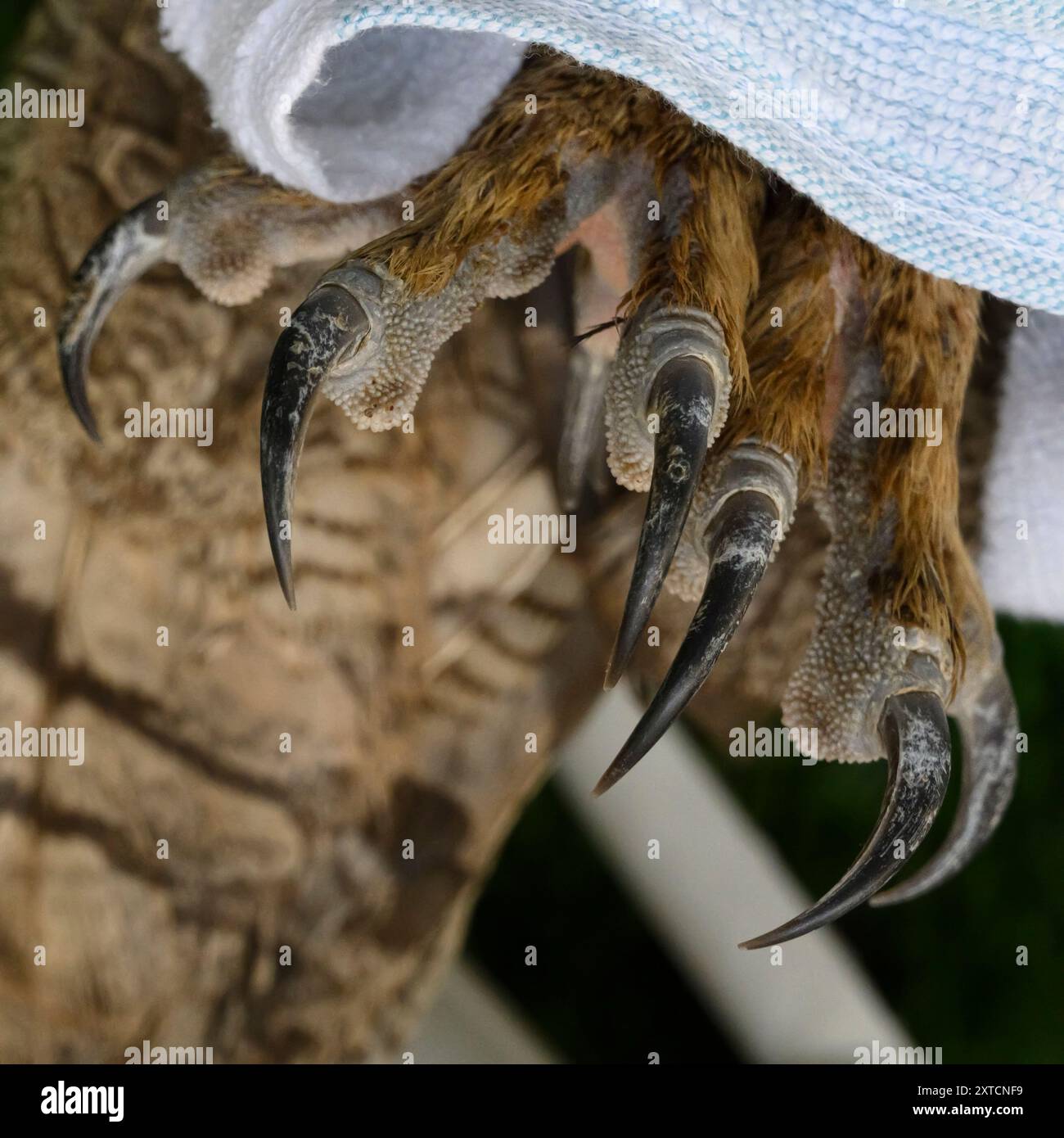 Claw anatomy hi-res stock photography and images - Alamy