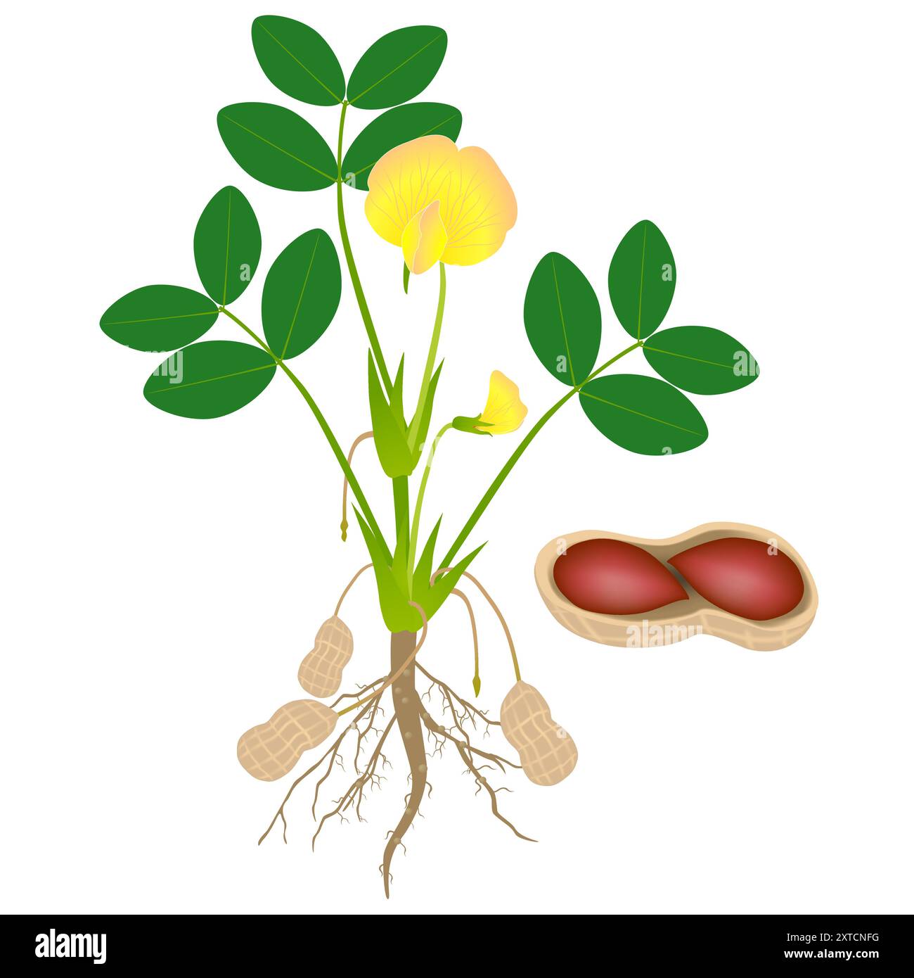 Peanut plant with seeds isolated on white background Stock Vector Image & Art - Alamy
