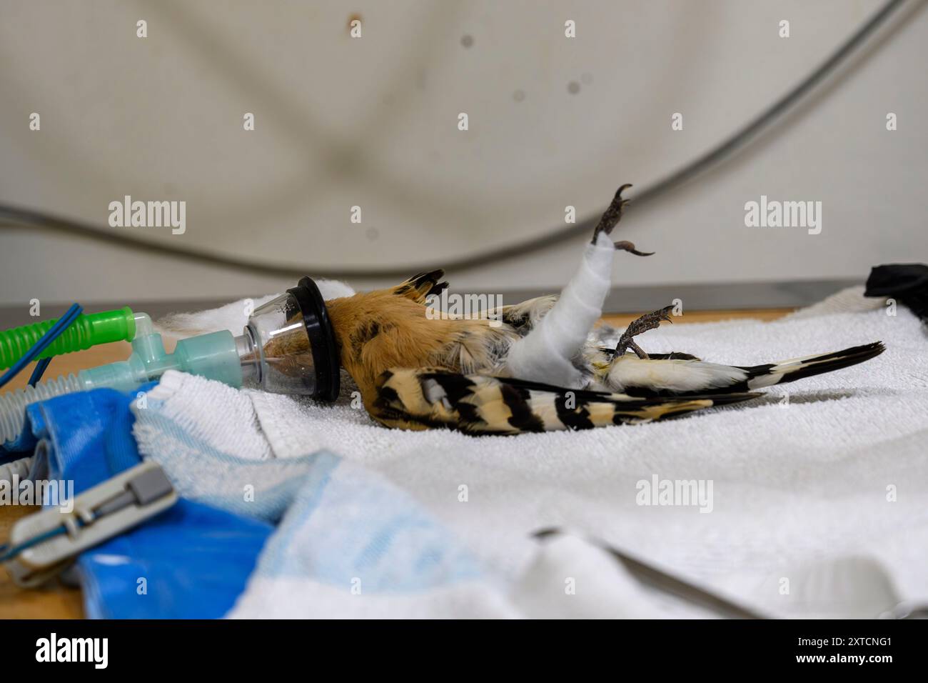 Veterinary surgeon is operating and setting a broken femur in the leg ...