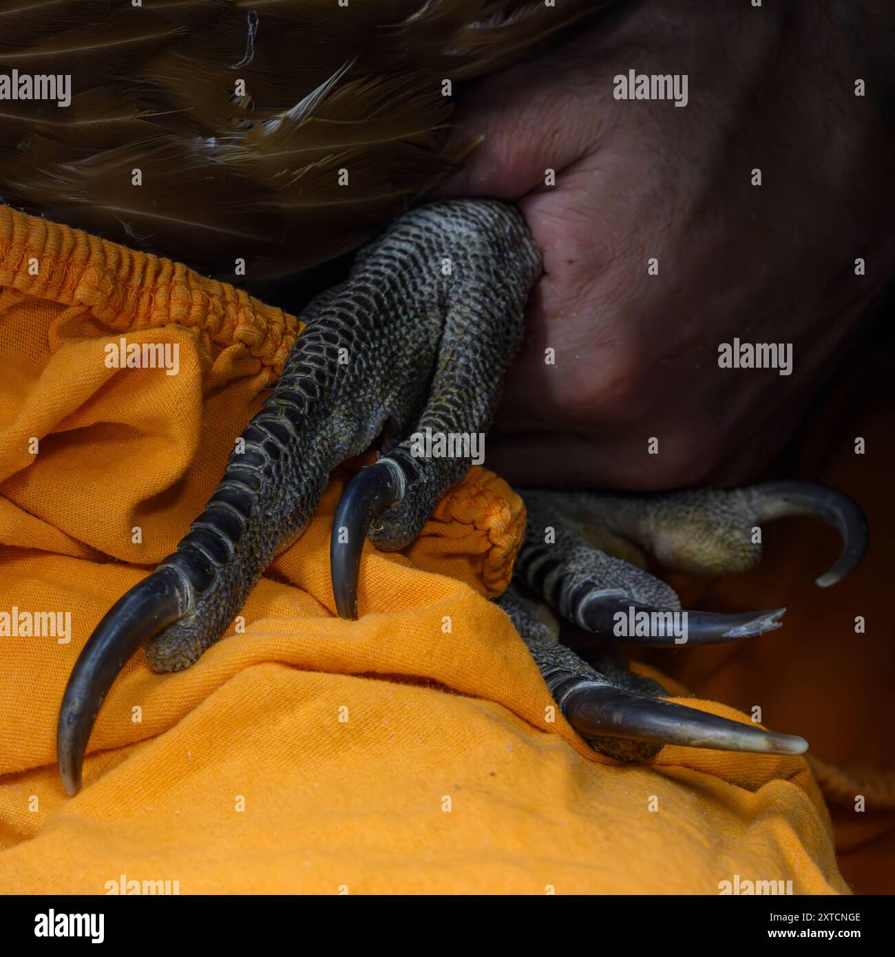 claws and talons of an Eurasian griffon vulture (Gyps fulvus Stock ...