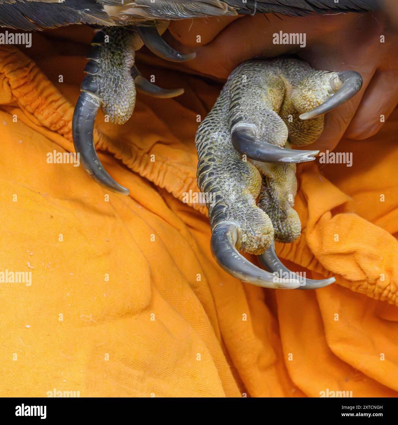 claws and talons of an Eurasian griffon vulture (Gyps fulvus Stock ...