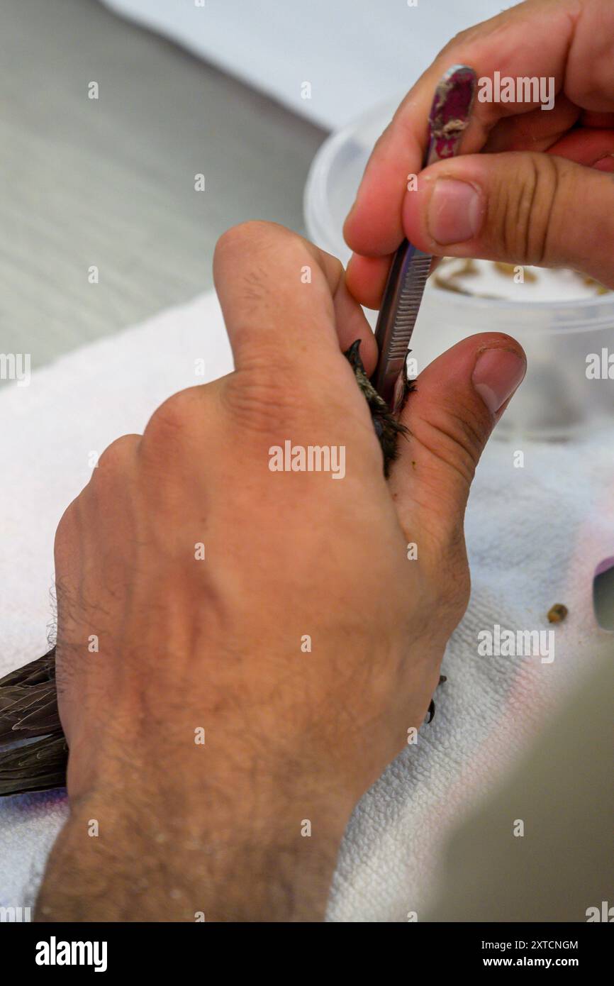Hand-feeding an orphaned Common swift chick (Apus apus) with insect ...