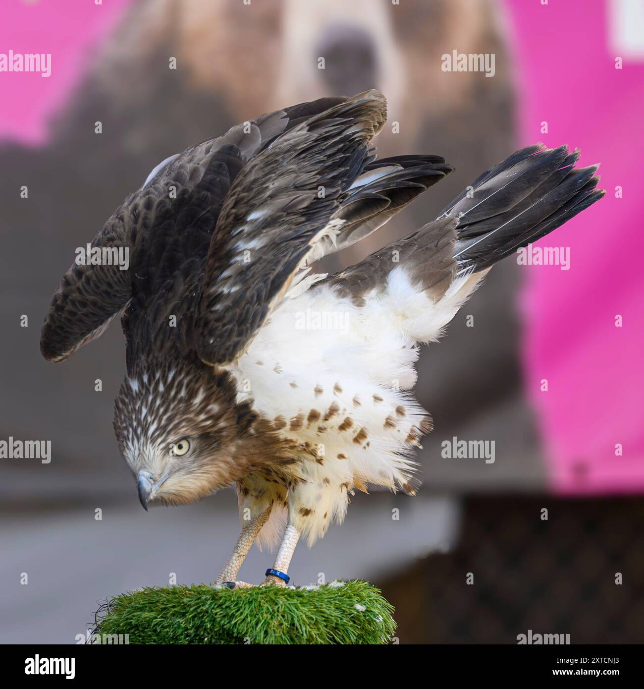 Close-up of a short-toed snake eagle (Circaetus gallicus Stock Photo ...