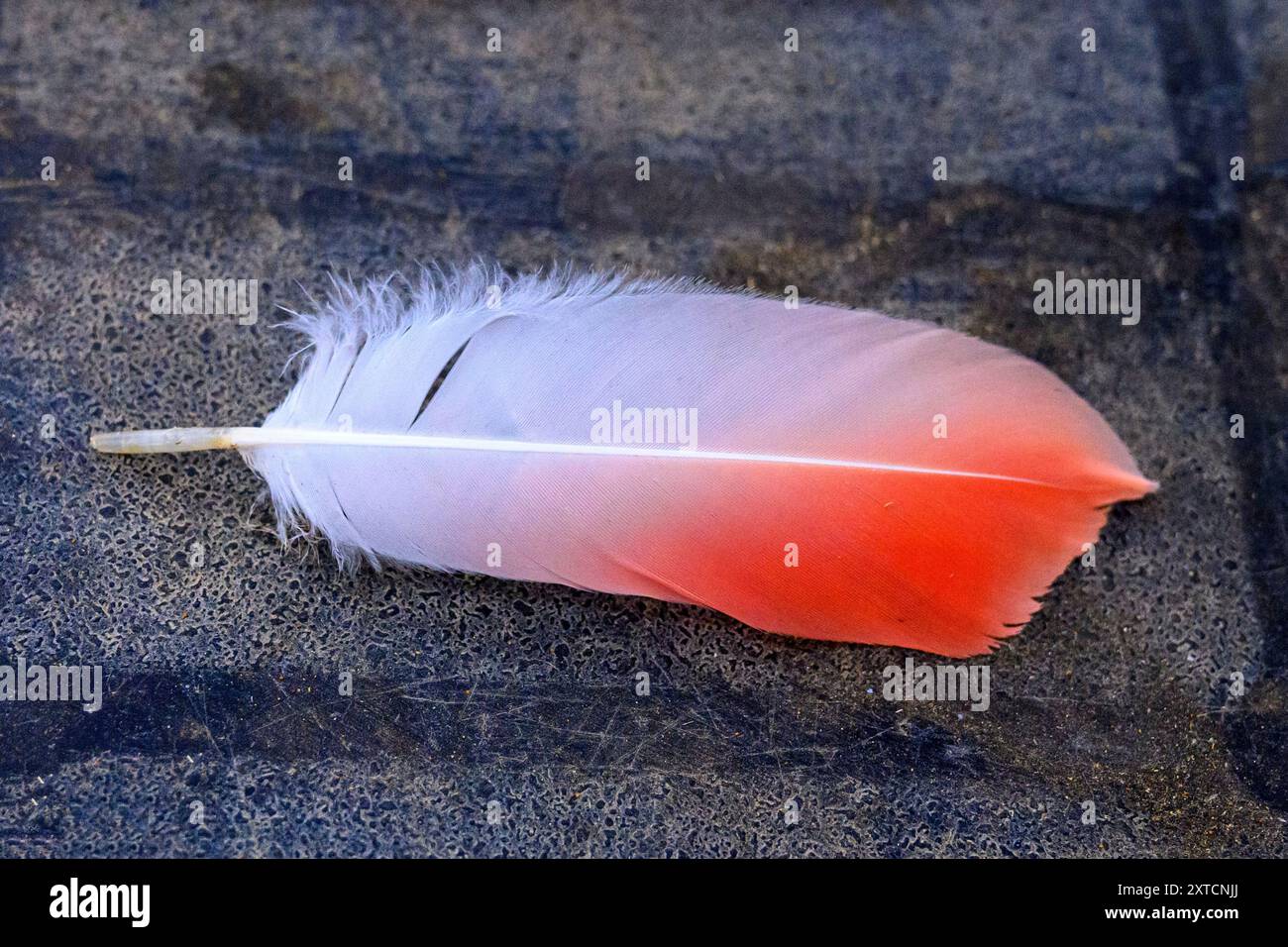 Flamingo anatomy hi-res stock photography and images - Alamy