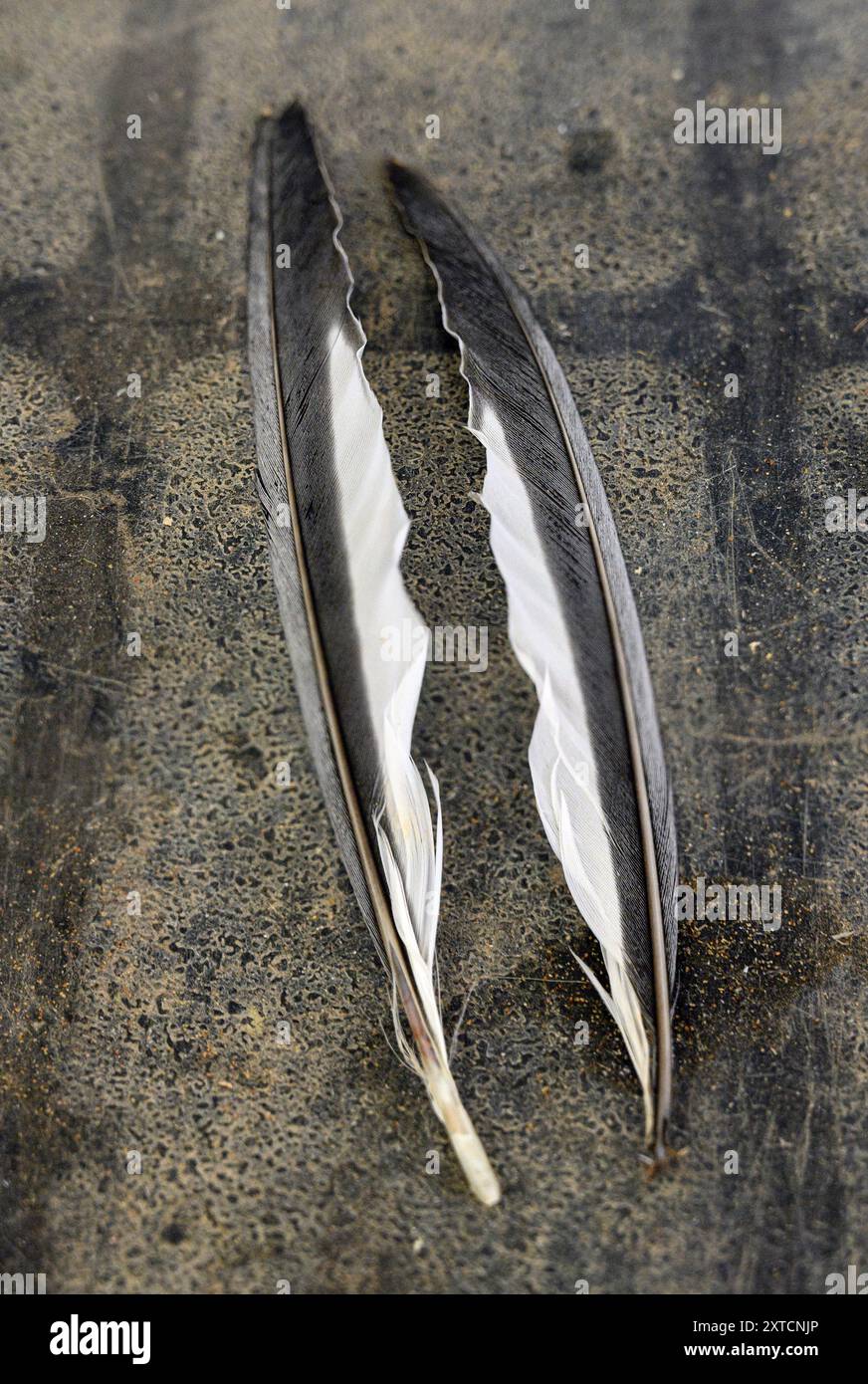 feathers of a common tern (Sterna hirundo Stock Photo - Alamy