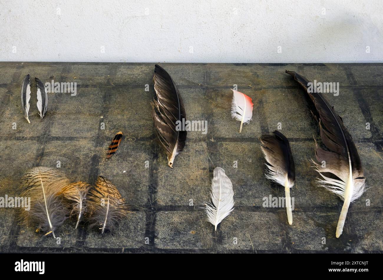Assortment of bird's feathers of different species of birds Birds of a ...