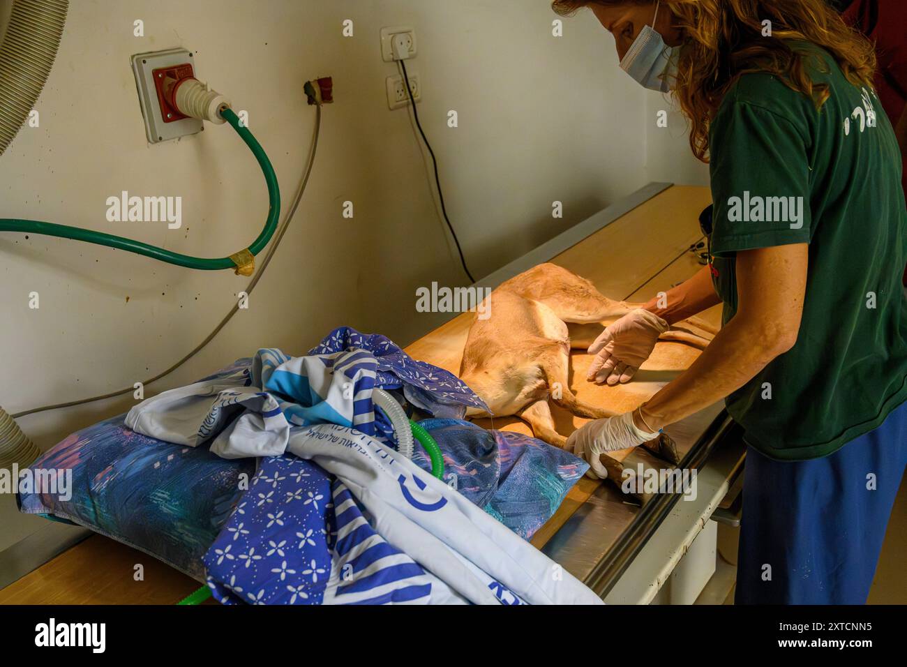 Veterinary surgeons are x-raying a Mountain gazelle fawn (Gazella ...