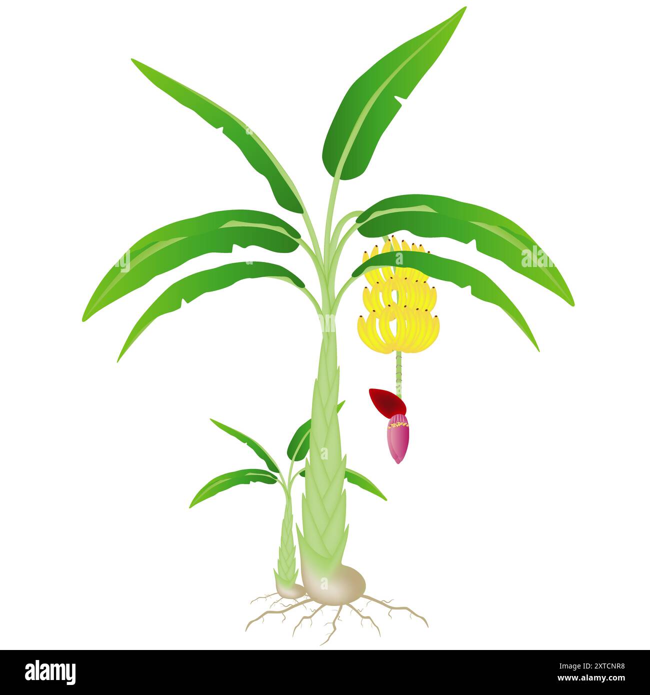 Long plant roots Cut Out Stock Images & Pictures - Alamy