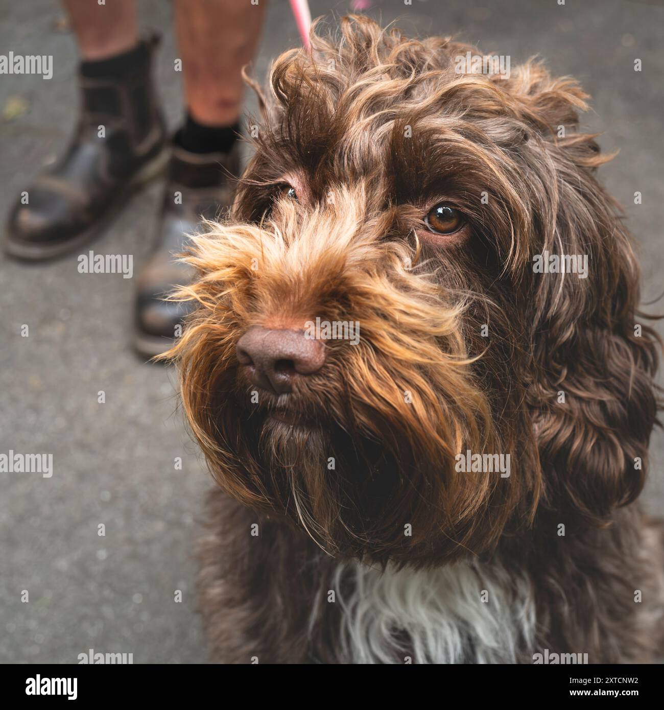 Sproodle hi-res stock photography and images - Alamy