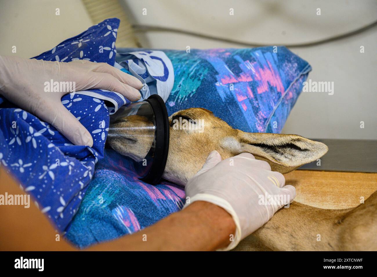 Veterinary surgeons are x-raying a Mountain gazelle fawn (Gazella ...