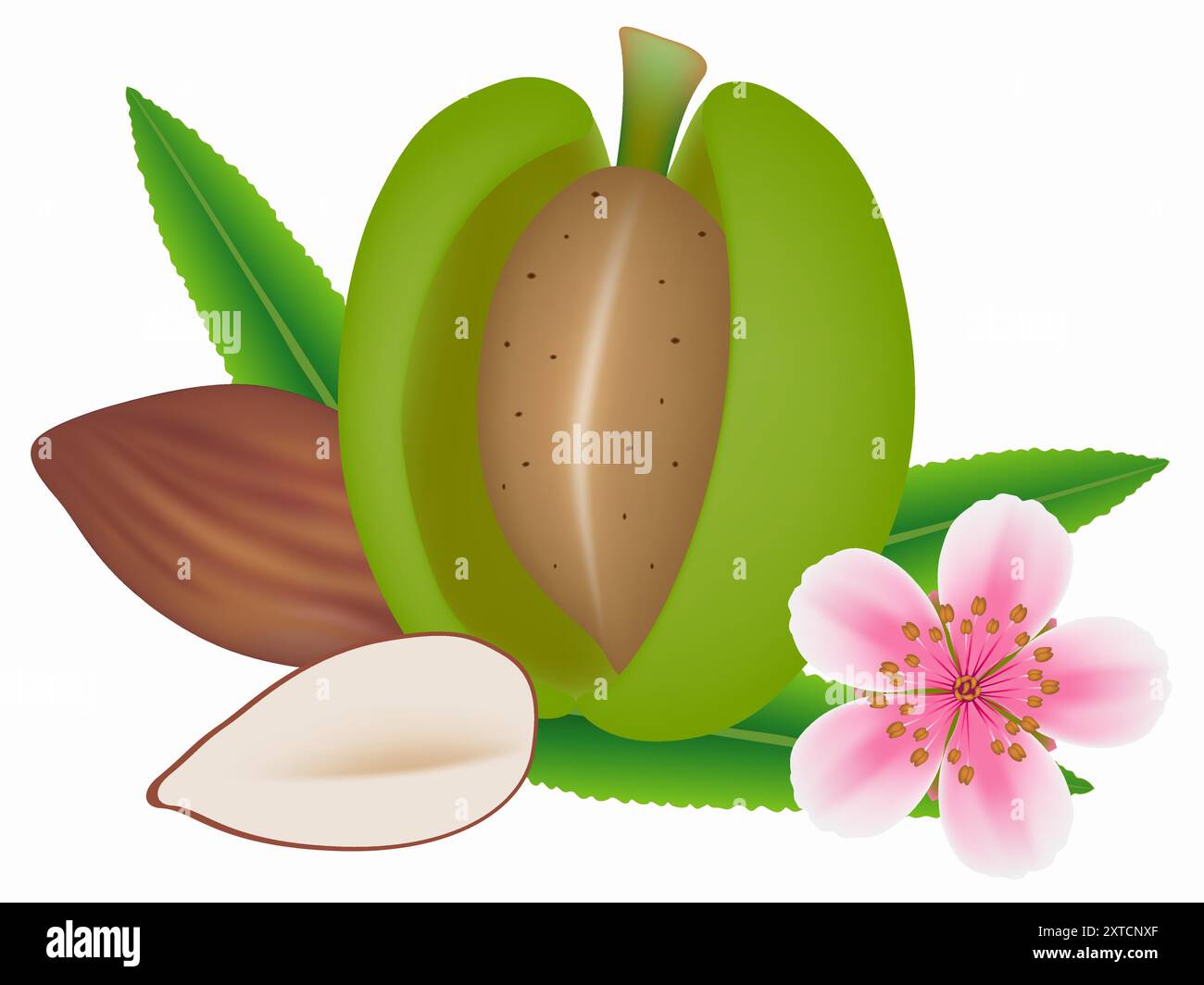 Fresh green almond with flower and nuts isolated on a white background ...