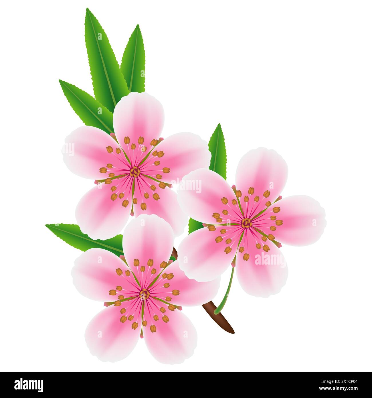 Flowers blossoming on tree Stock Vector Images - Alamy
