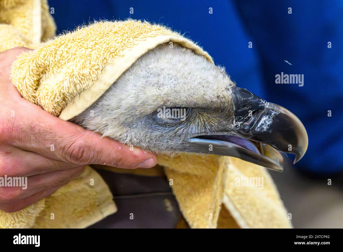 close up of the head, eye and beak of an Eurasian griffon vulture (Gyps ...