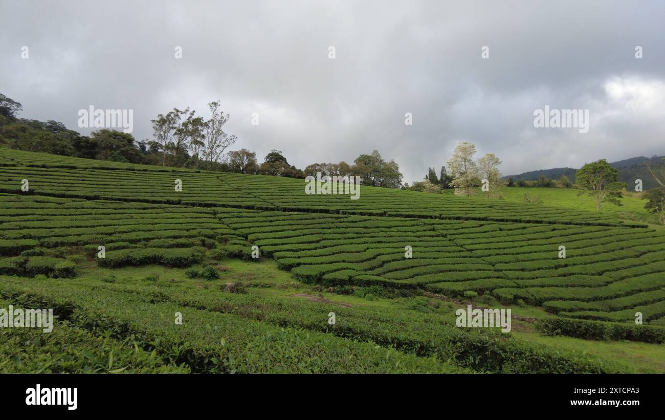 Beautiful trees shot in 4k hi-res stock photography and images - Alamy